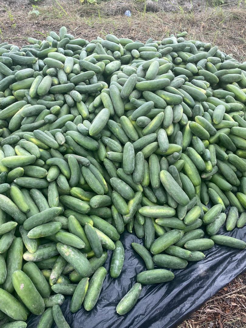 EA. Aquaye Farms Ltd | Sustainable Agriculture in Ghana